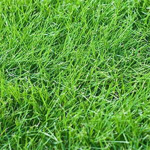 Creeping Red Fescue Grass Seed 50 lb – The Feed Store