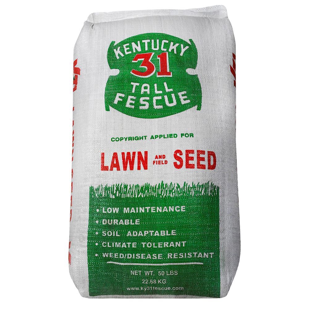 Kentucky 31 Tall Fescue Grass Seed 50lb – The Feed Store